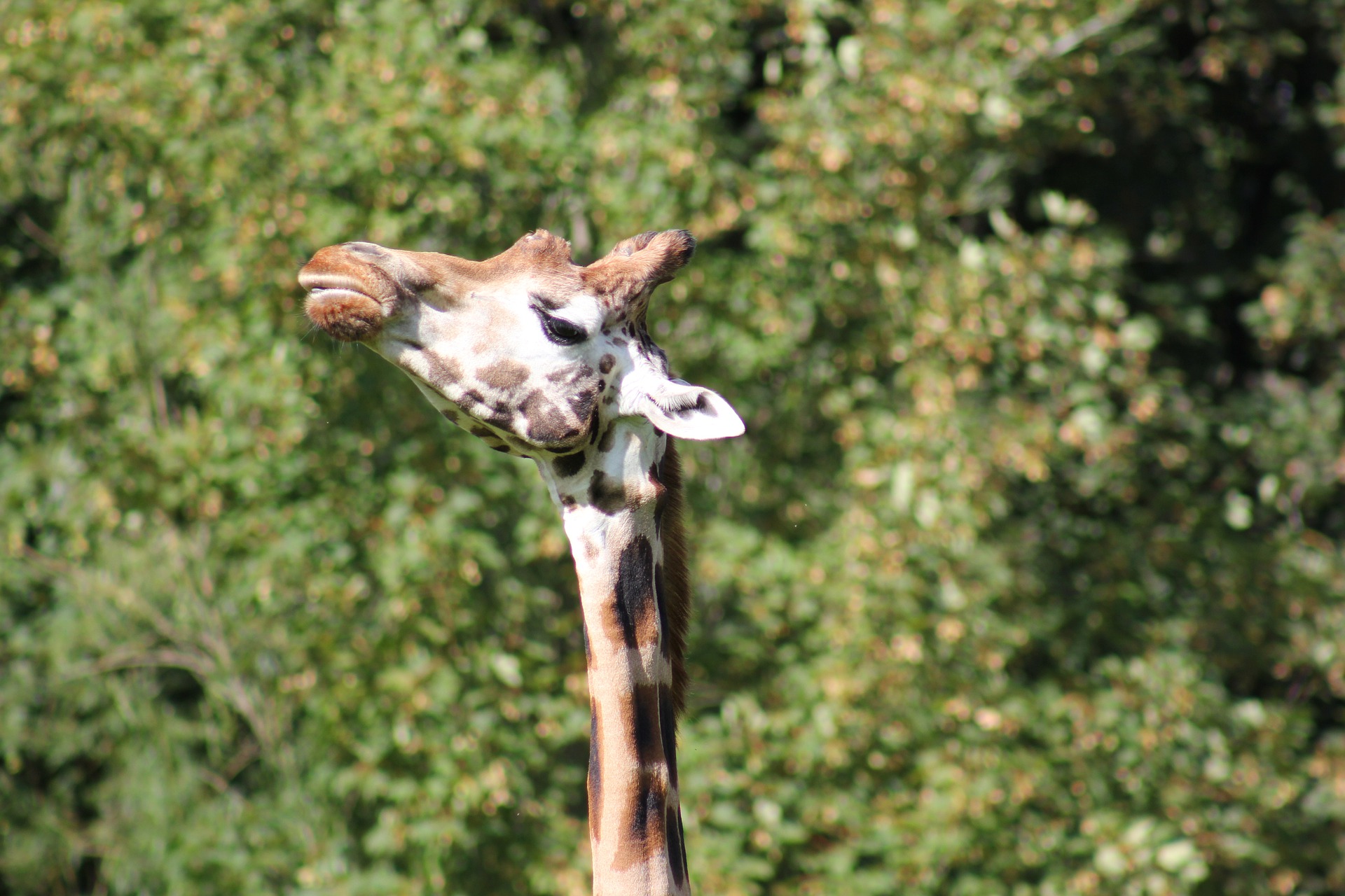 Significado de Snob - Qué es, Definición y Concepto